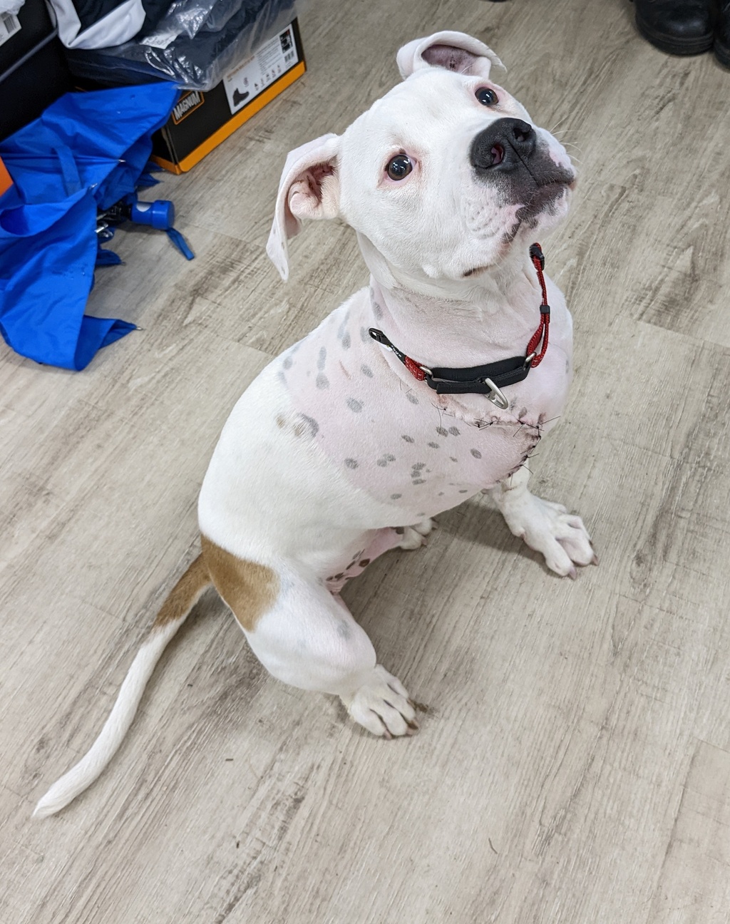 Barry - Medium Male American Bulldog Mix Dog in WA - PetRescue