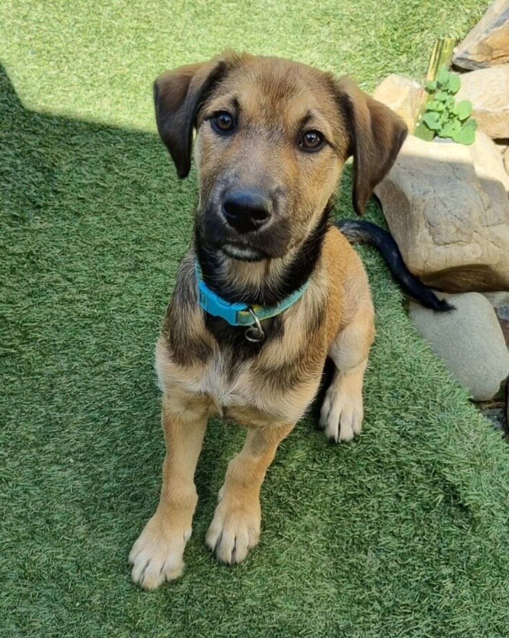 Howard - Medium Male Great Dane x Kelpie Mix Dog in VIC - PetRescue
