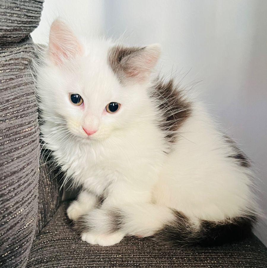 Smooch - Male Domestic Medium Hair Cat in NSW - PetRescue
