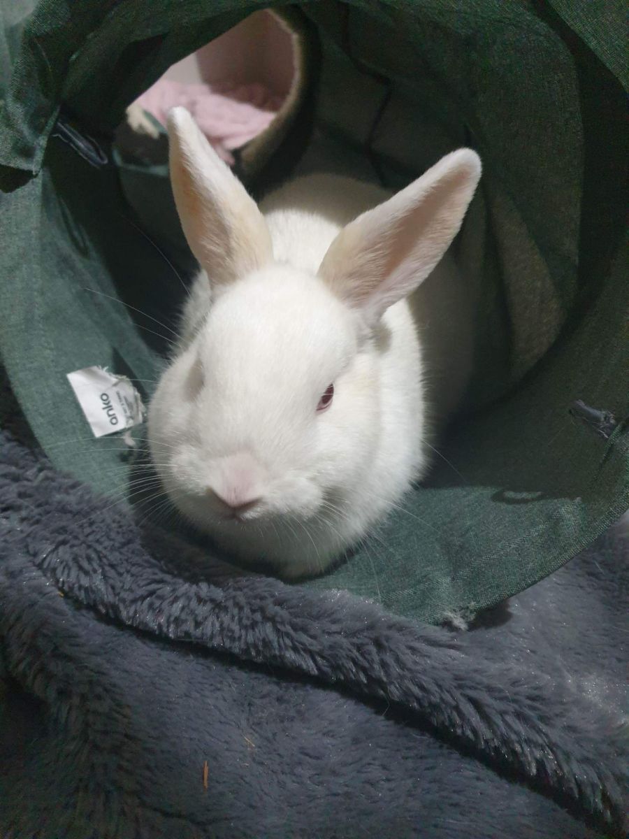Macie - Female Rabbit in ACT - PetRescue