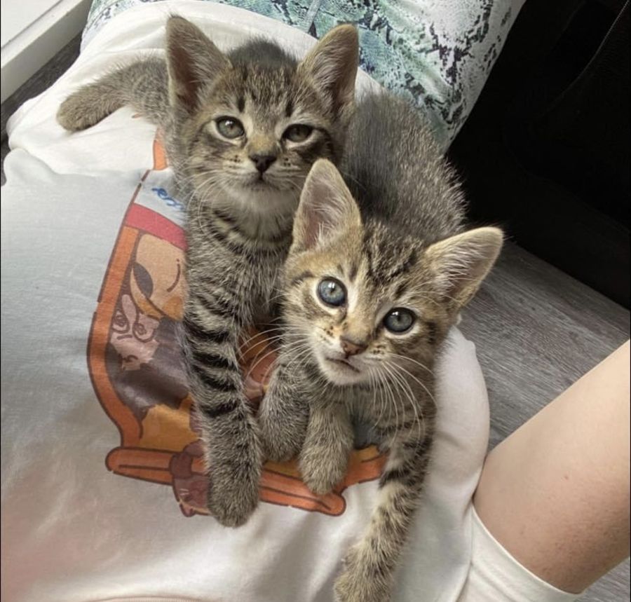 Brussel & Sprout - Male Domestic Short Hair Cat in VIC - PetRescue