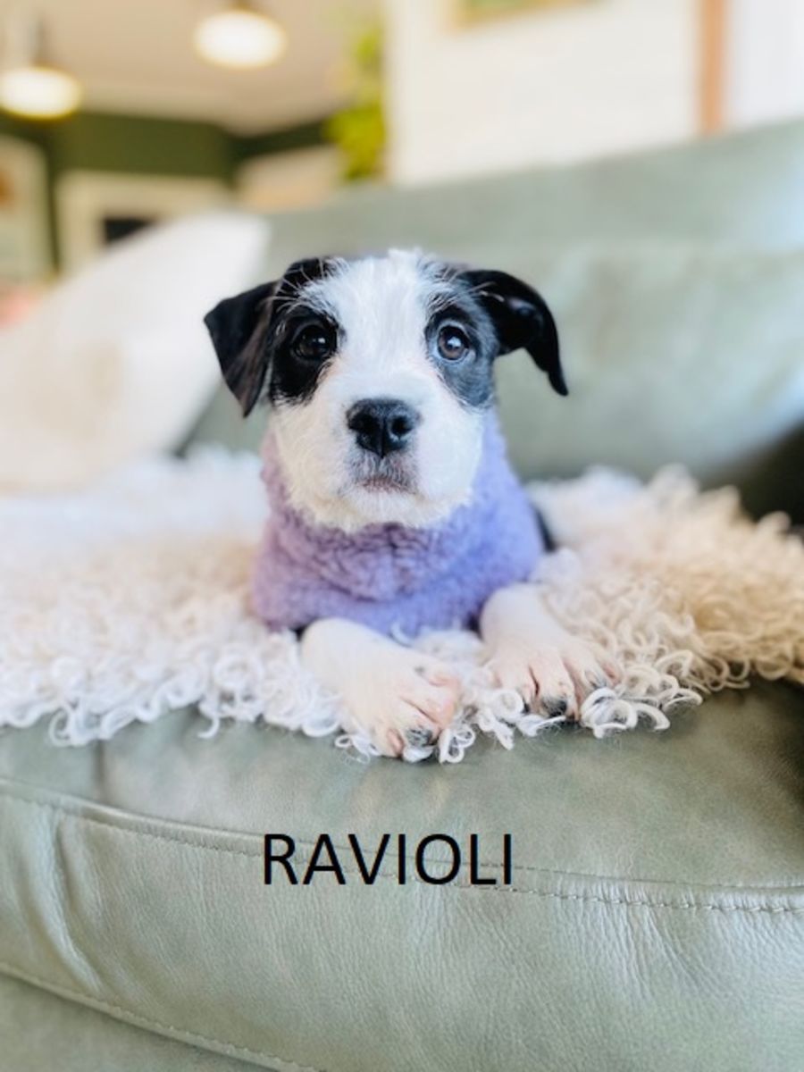 Pasta pups - Ravioli, Tortellini or Spaghetti - Medium Male American ...