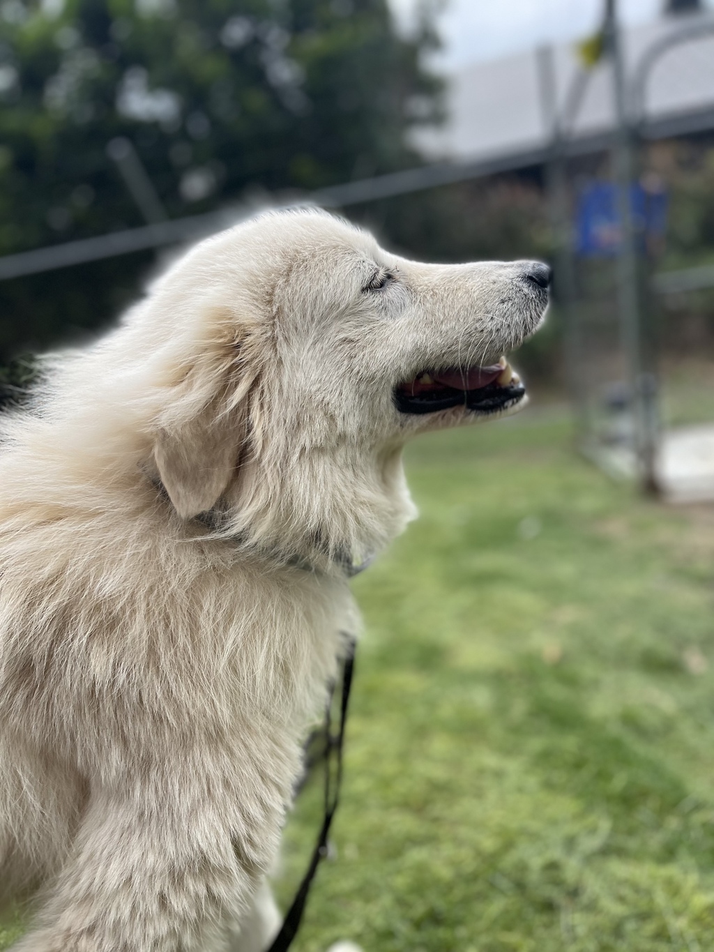 Tori - Medium Female Maremma Sheepdog Mix Dog in QLD - PetRescue