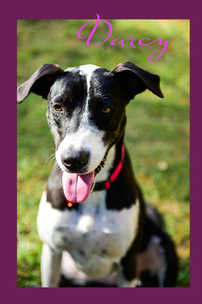 Darcy - Medium Female Border Collie x Whippet Mix Dog in QLD - PetRescue