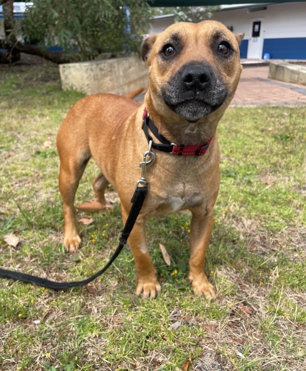 Zara - Medium Female Small Crossbreed Mix Dog in WA - PetRescue