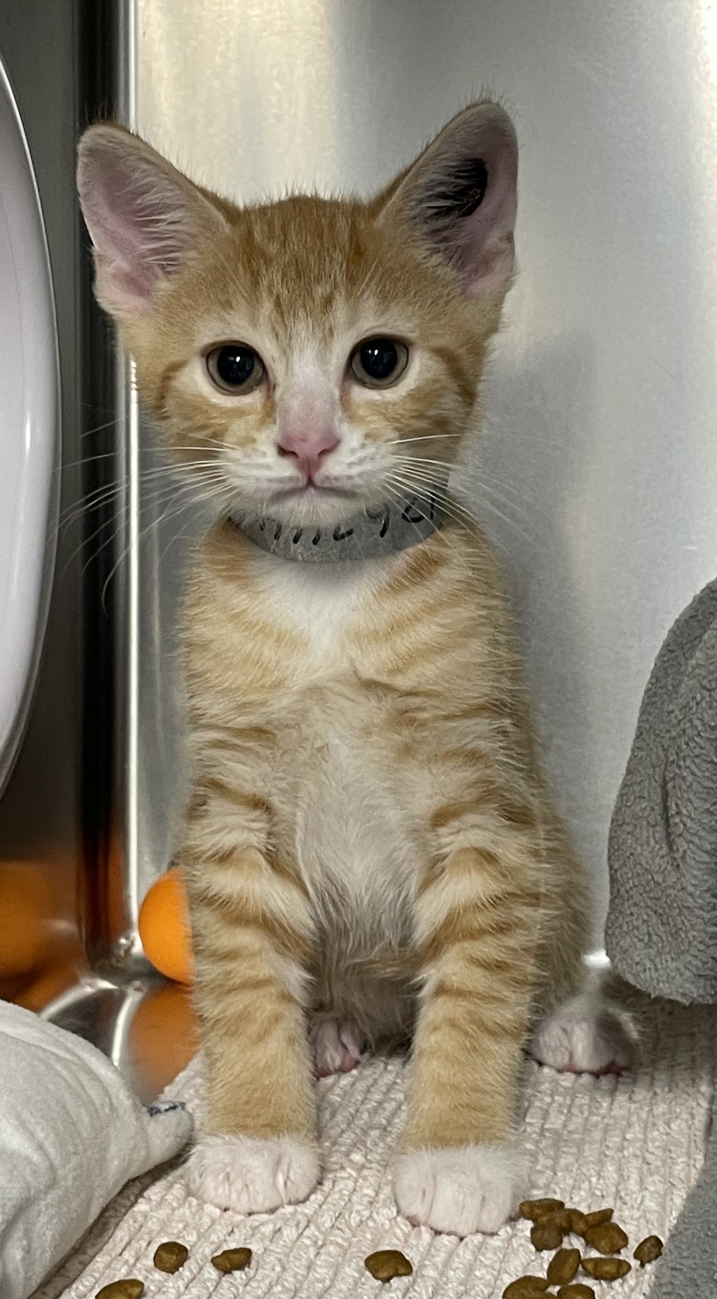 Pumpkin Soup - Male Domestic Short Hair Cat in ACT - PetRescue