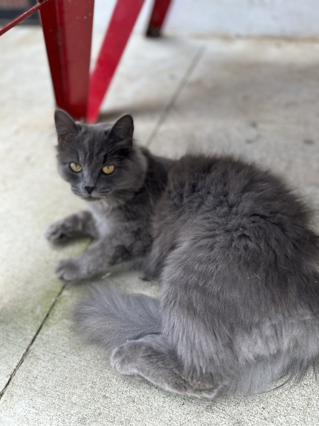 Lucy - Female Maine Coon Mix Cat in QLD - PetRescue