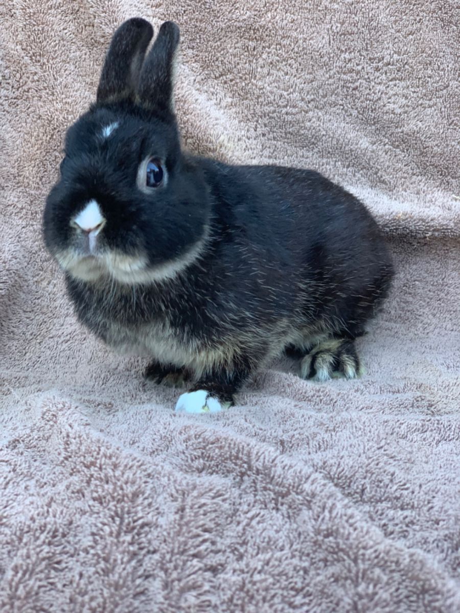 Billy - Male Netherland Dwarf Rabbit in NSW - PetRescue