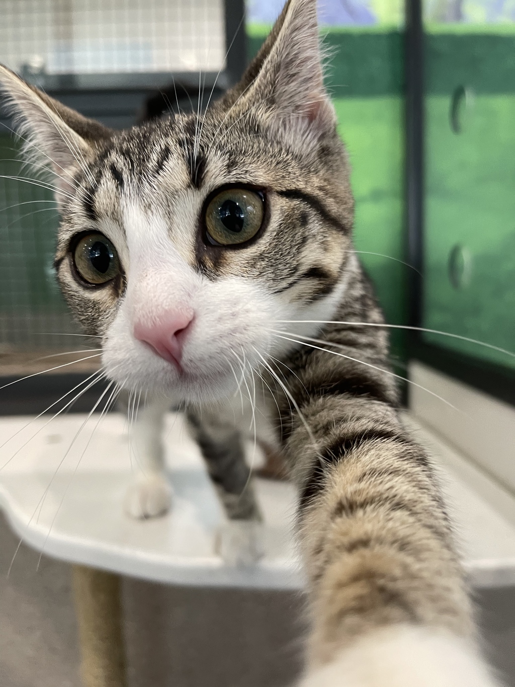 The Firefly Queen Of The North - Female Domestic Short Hair Mix Cat in ...