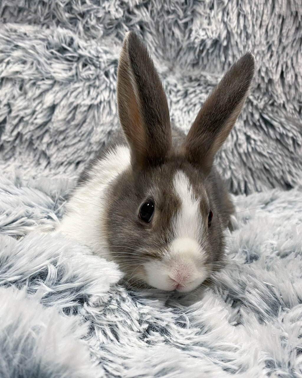 Wheats - Female Rex Mix Rabbit in NSW - PetRescue