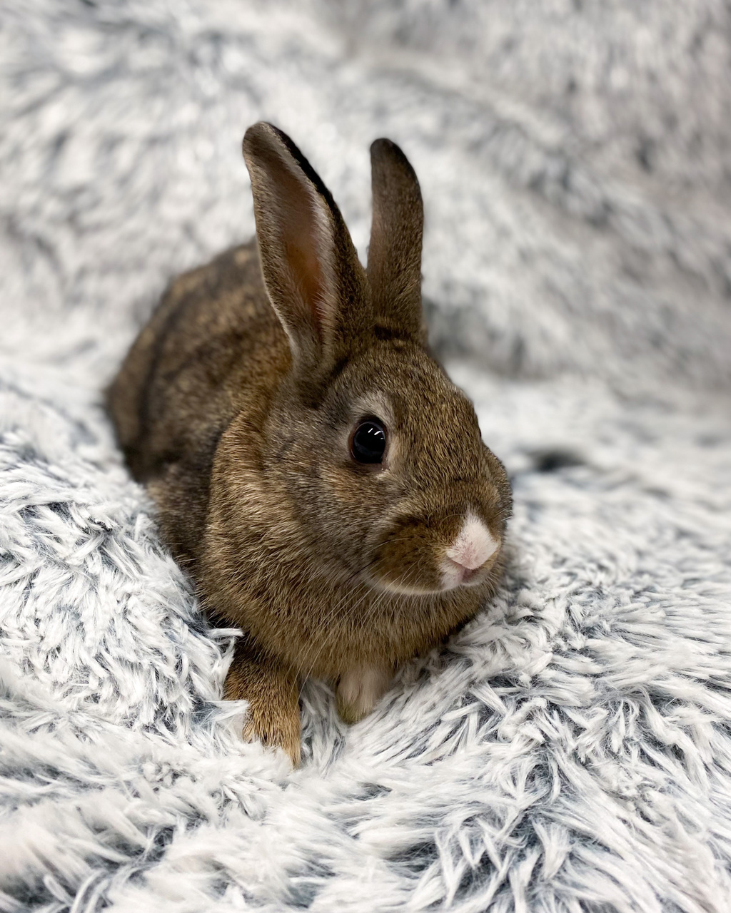 Barley - Female Rex Mix Rabbit in NSW - PetRescue