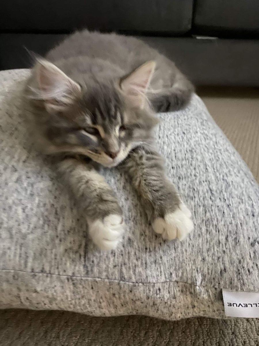 Paris - Female Ragdoll x Domestic Short Hair Cat in VIC - PetRescue