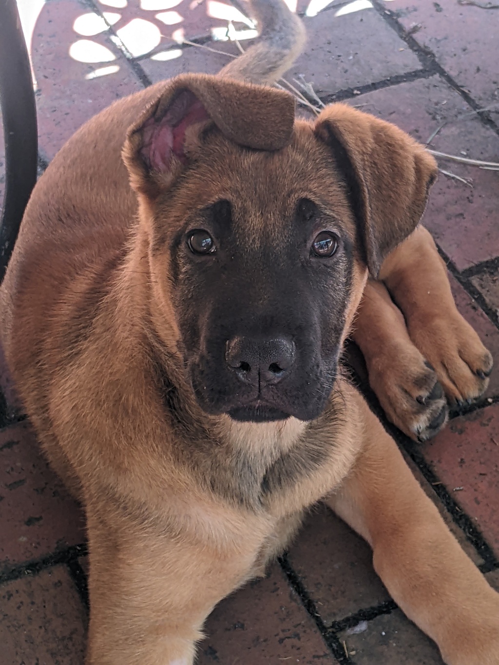 Baloo - Large Male German Shepherd x Mastiff Mix Dog in VIC - PetRescue