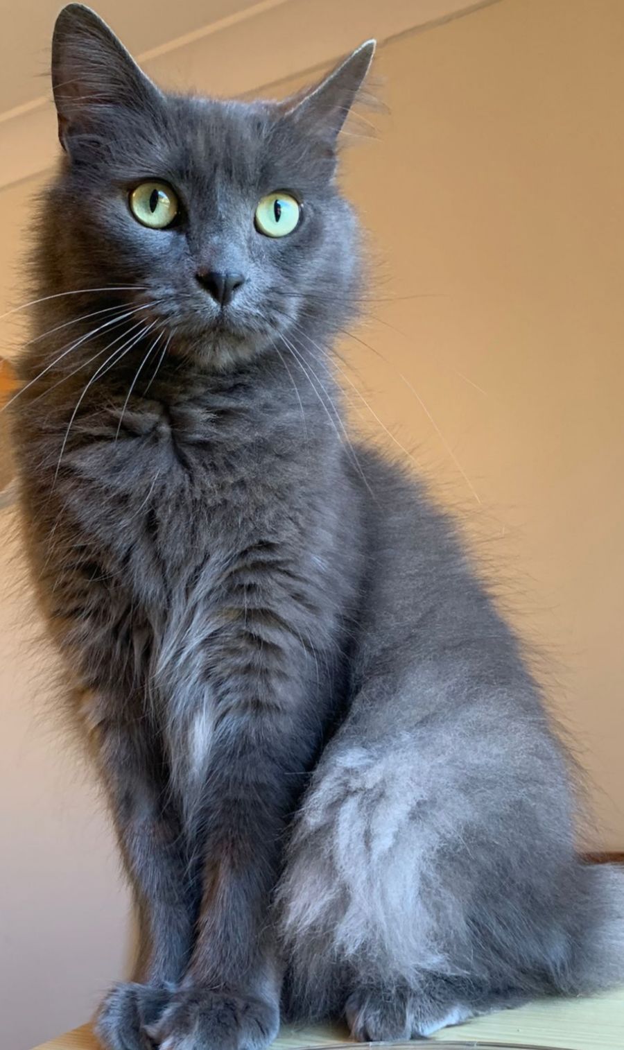 Buddy - Male Russian Blue x Domestic Medium Hair Cat in NSW - PetRescue