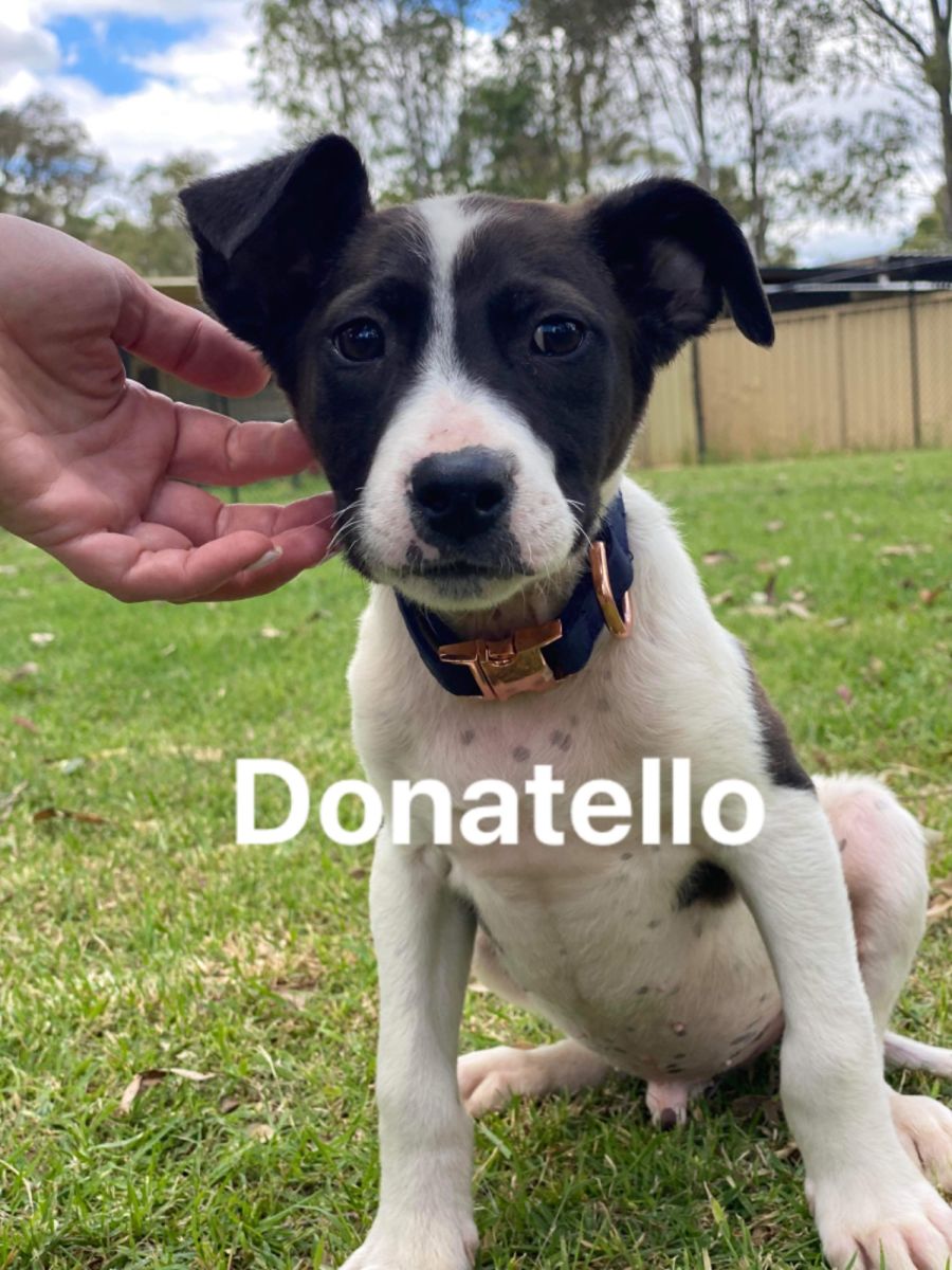 Donatello - Medium Male Border Collie x Staffy Mix Dog in NSW - PetRescue