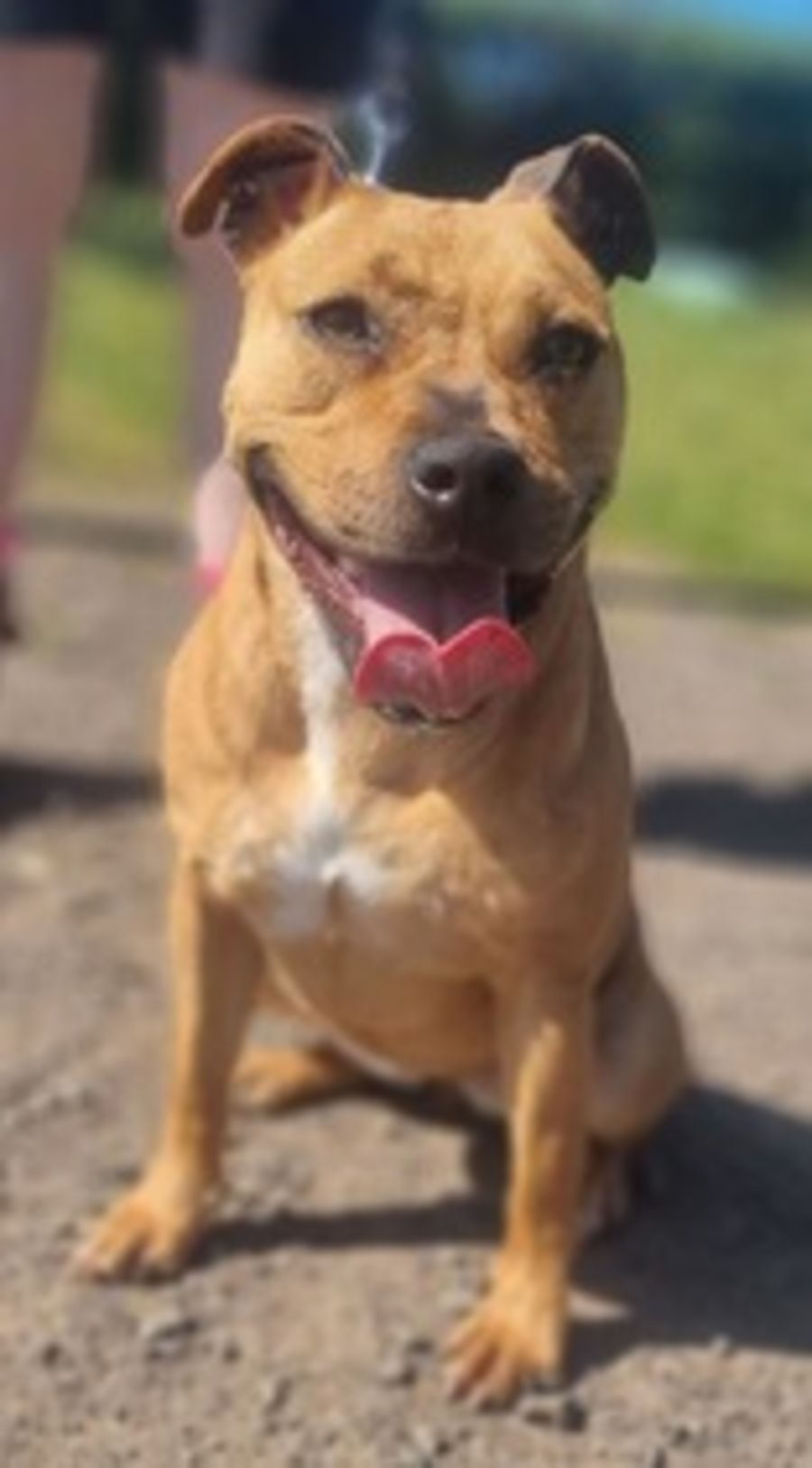 Ziva - 58418 - Medium Female Staffy Dog in VIC - PetRescue