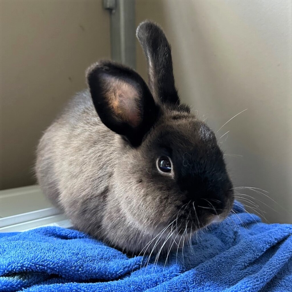 Pippin - Male Mini Rex Rabbit in VIC - PetRescue
