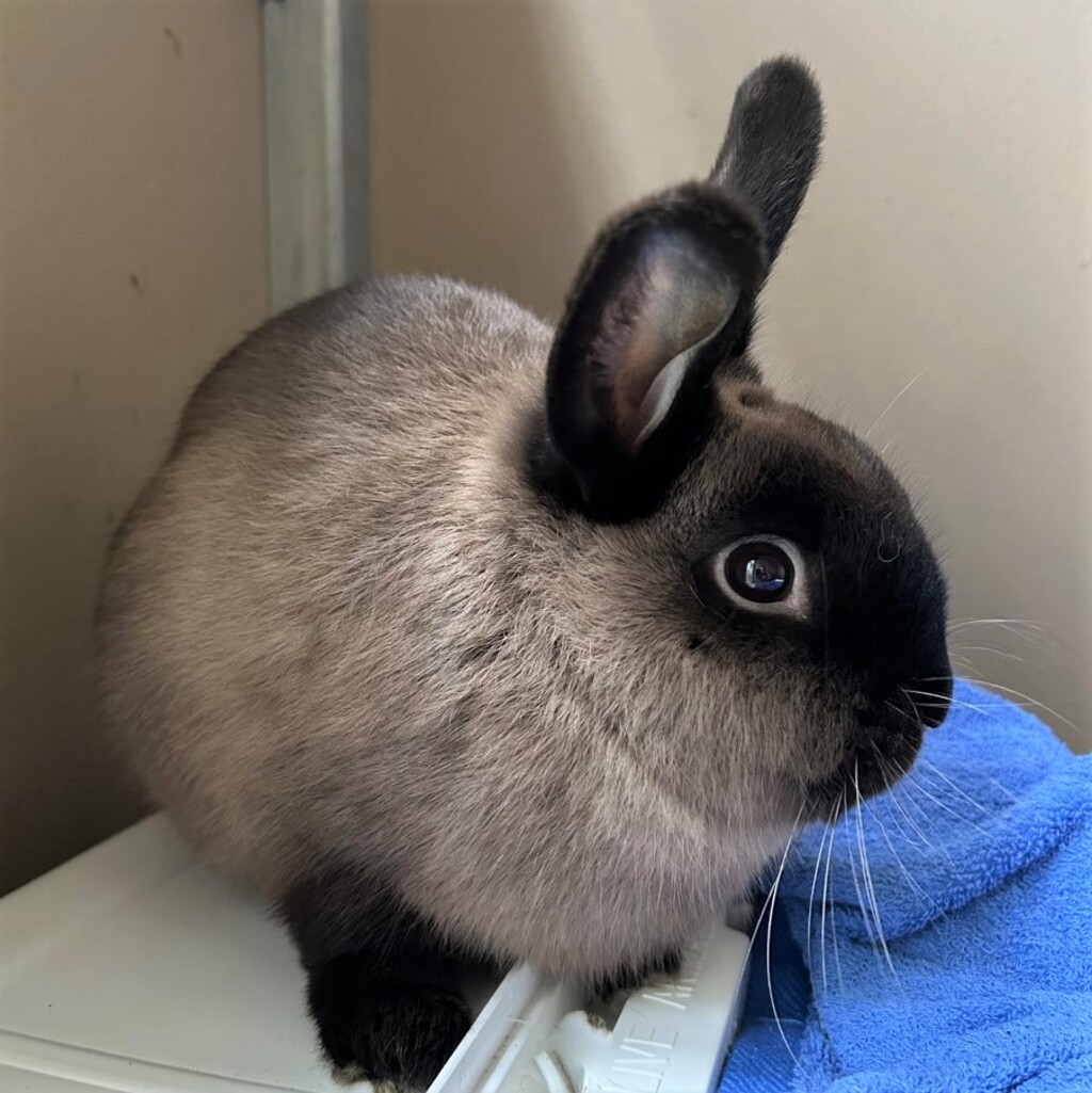 Merry - Male Mini Rex Rabbit in VIC - PetRescue