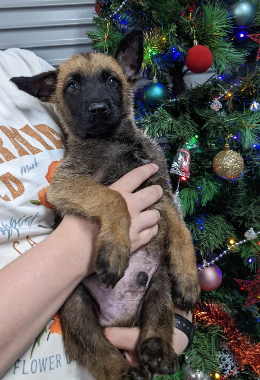 Barkley - Large Male Dutch Shepherd x Belgian Shepherd - Malinois Dog ...