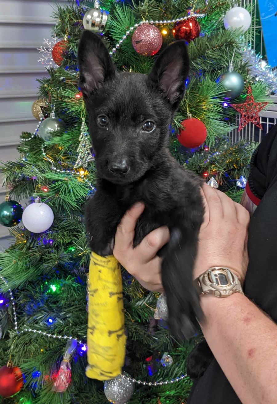 Lucian - Large Male Dutch Shepherd x Belgian Shepherd - Malinois Dog in ...