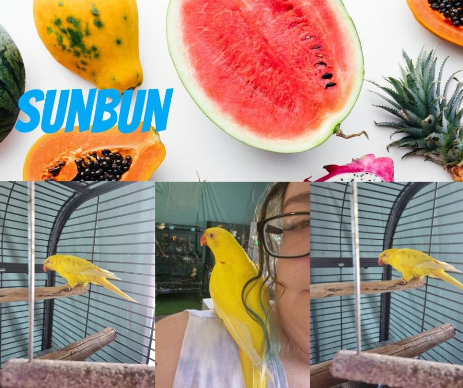 Sunbun - Male Bird in NSW - PetRescue