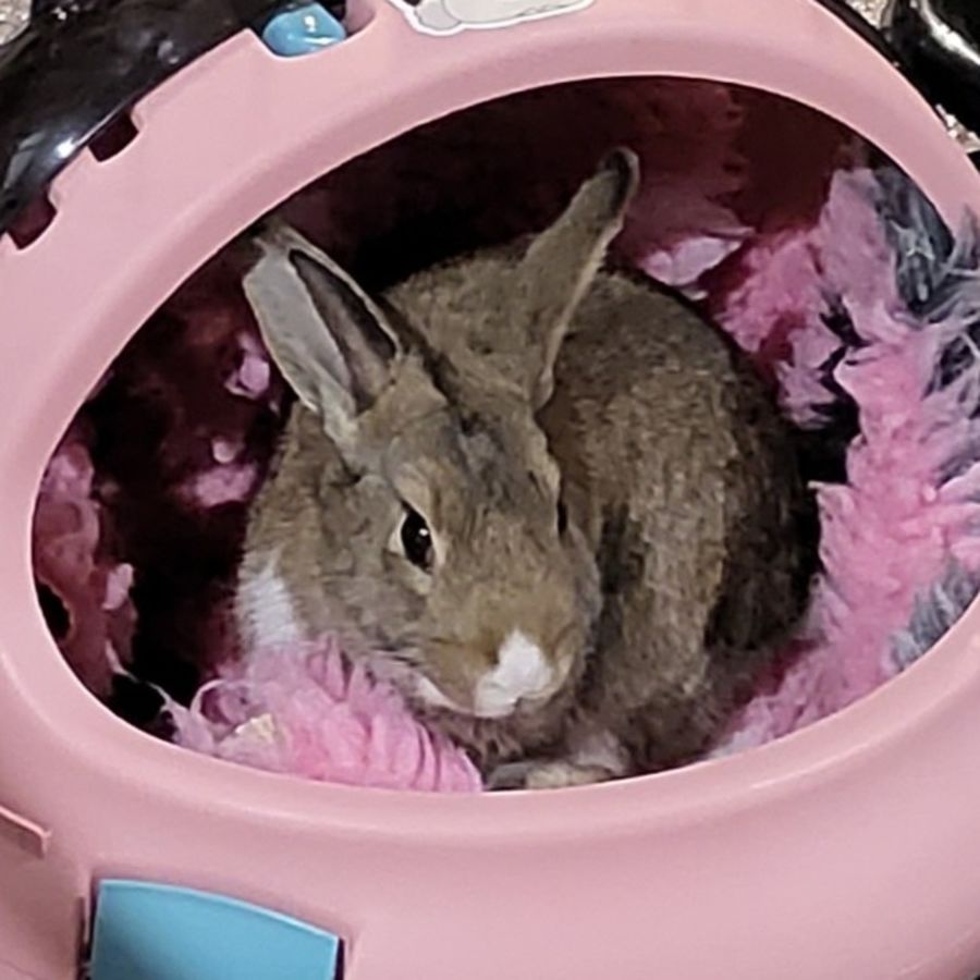 Johnny Bravo - Male Rabbit in NSW - PetRescue