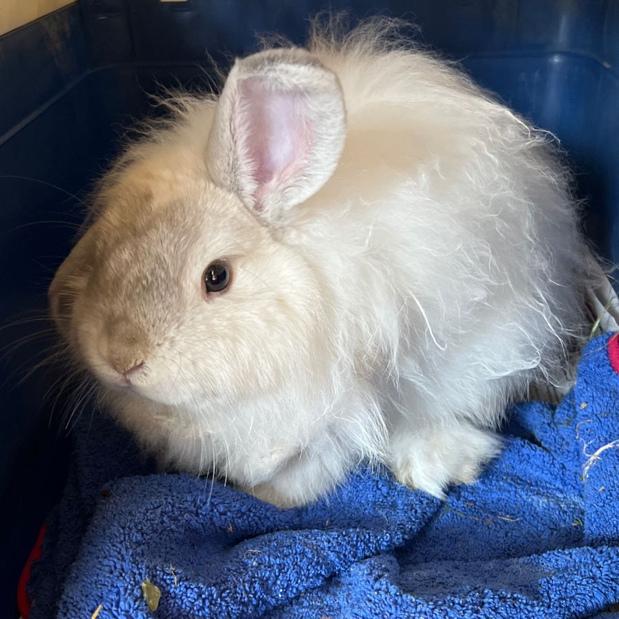 Beam - Male Jersey Wooly Rabbit in NSW - PetRescue