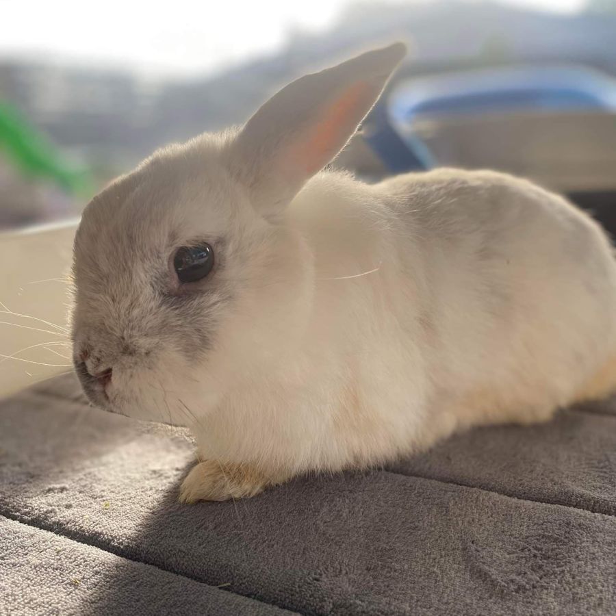 Perky - Male Mix Rabbit in NSW - PetRescue
