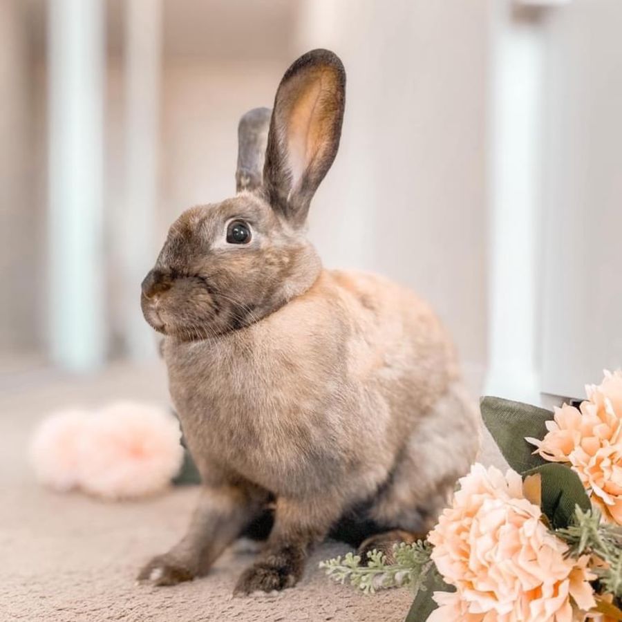 The Rabbit Sanctuary - PetRescue