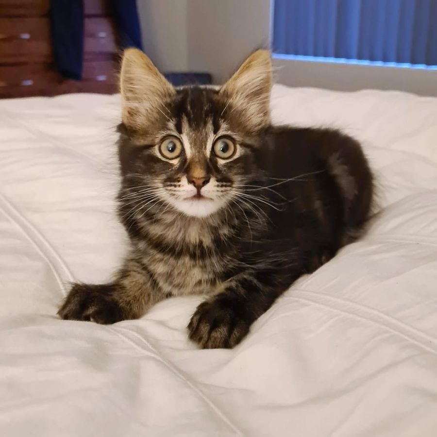 8412 - Jinx - Male Domestic Short Hair Cat in WA - PetRescue