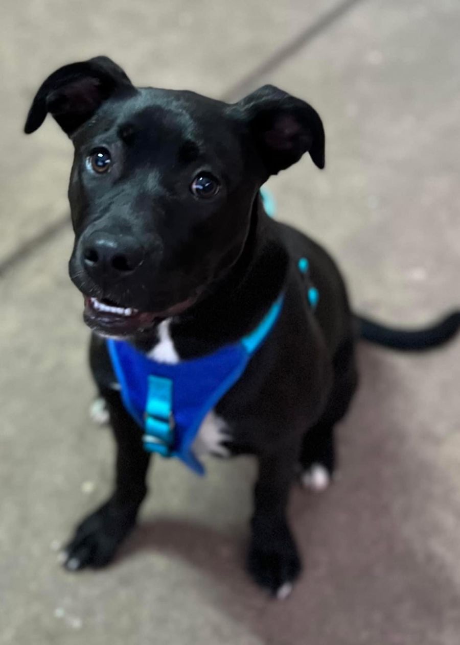 🧡🧡Polly 🧡🧡 - Medium Female Labrador Mix Dog in VIC - PetRescue