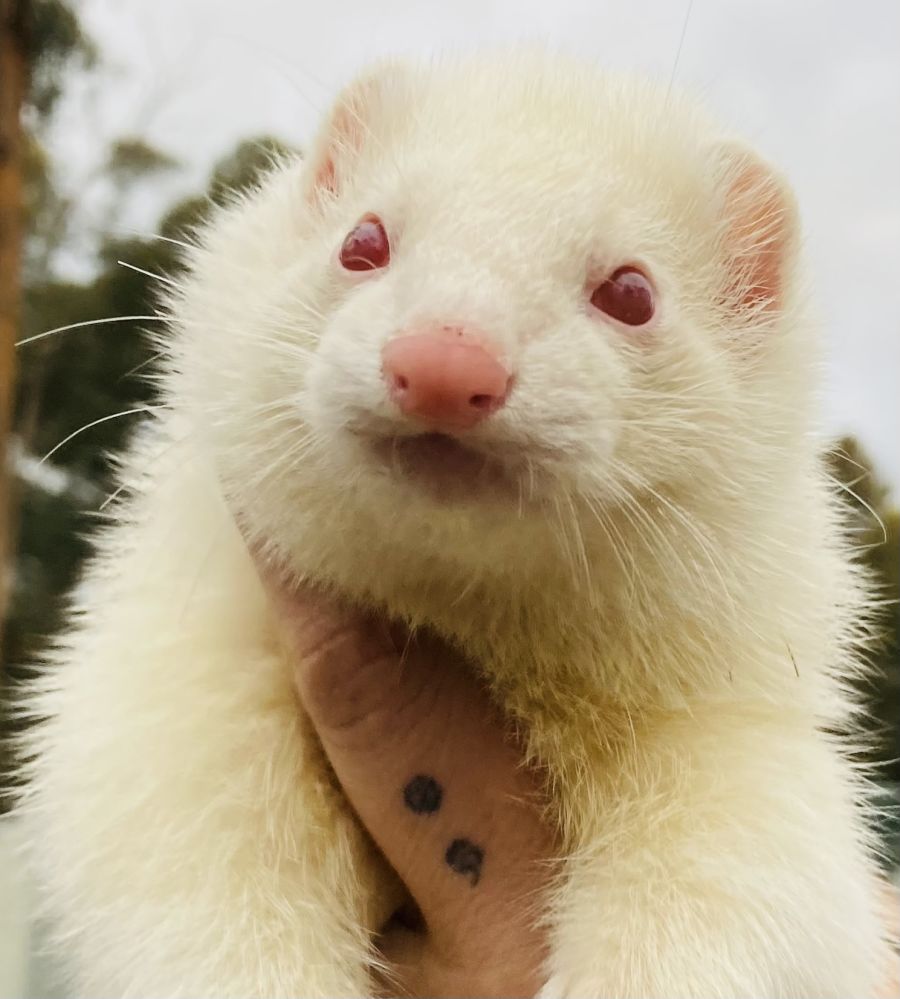 Frankie - Female Ferret in VIC - PetRescue
