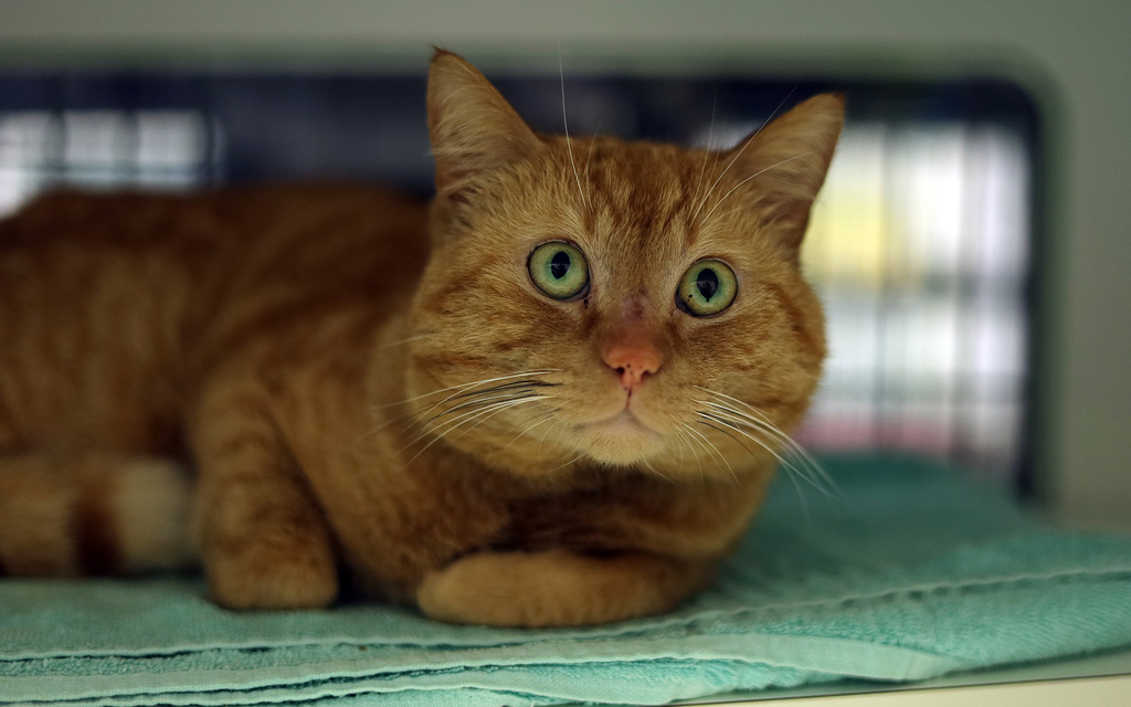 Doritos - Male Domestic Short Hair Mix Cat in VIC - PetRescue