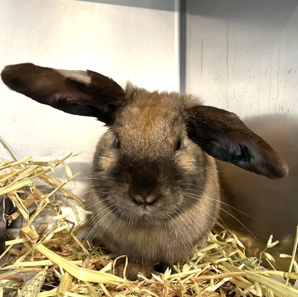 Meatball - Male Holland Lop Rabbit in VIC - PetRescue