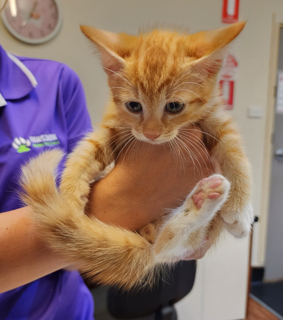 Ghana - Male Domestic Short Hair Cat in NT - PetRescue