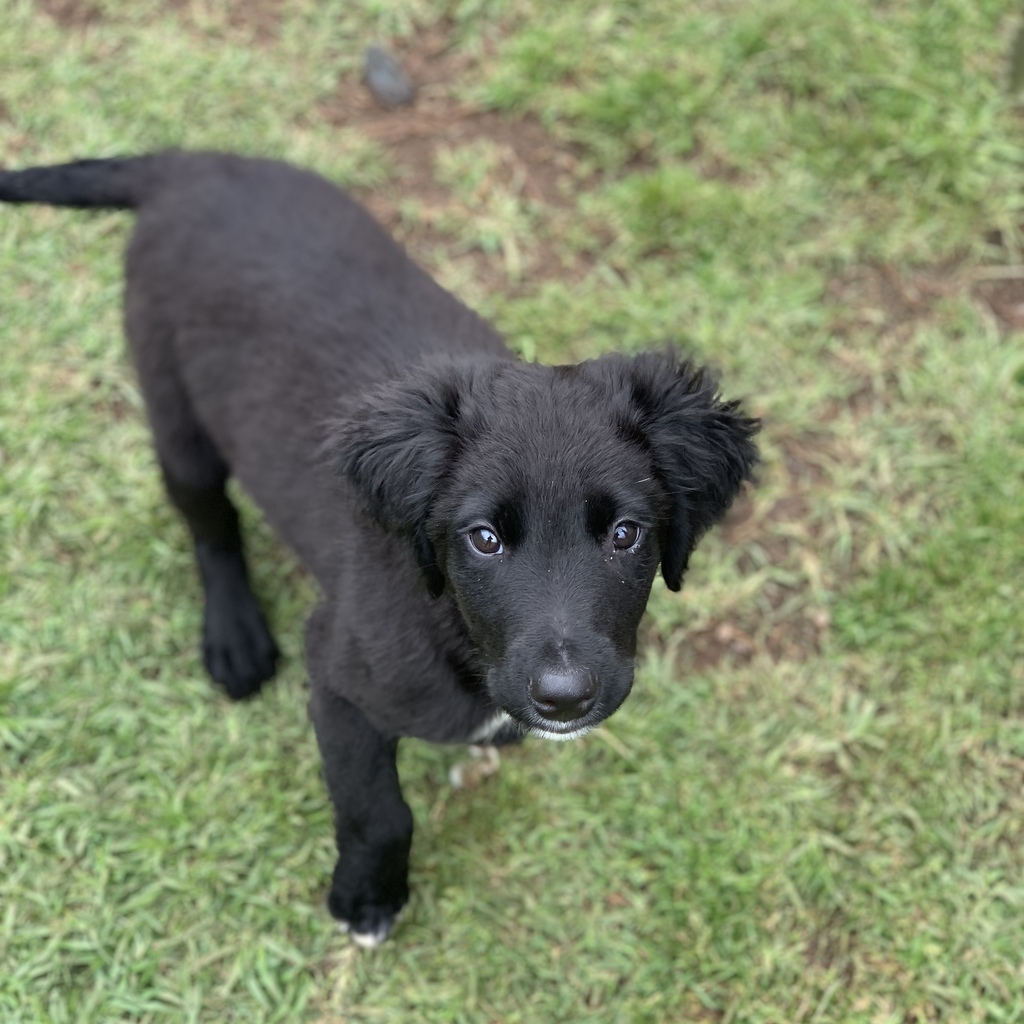 Winston - Large Male Border Collie x German Shorthaired Pointer Mix Dog ...