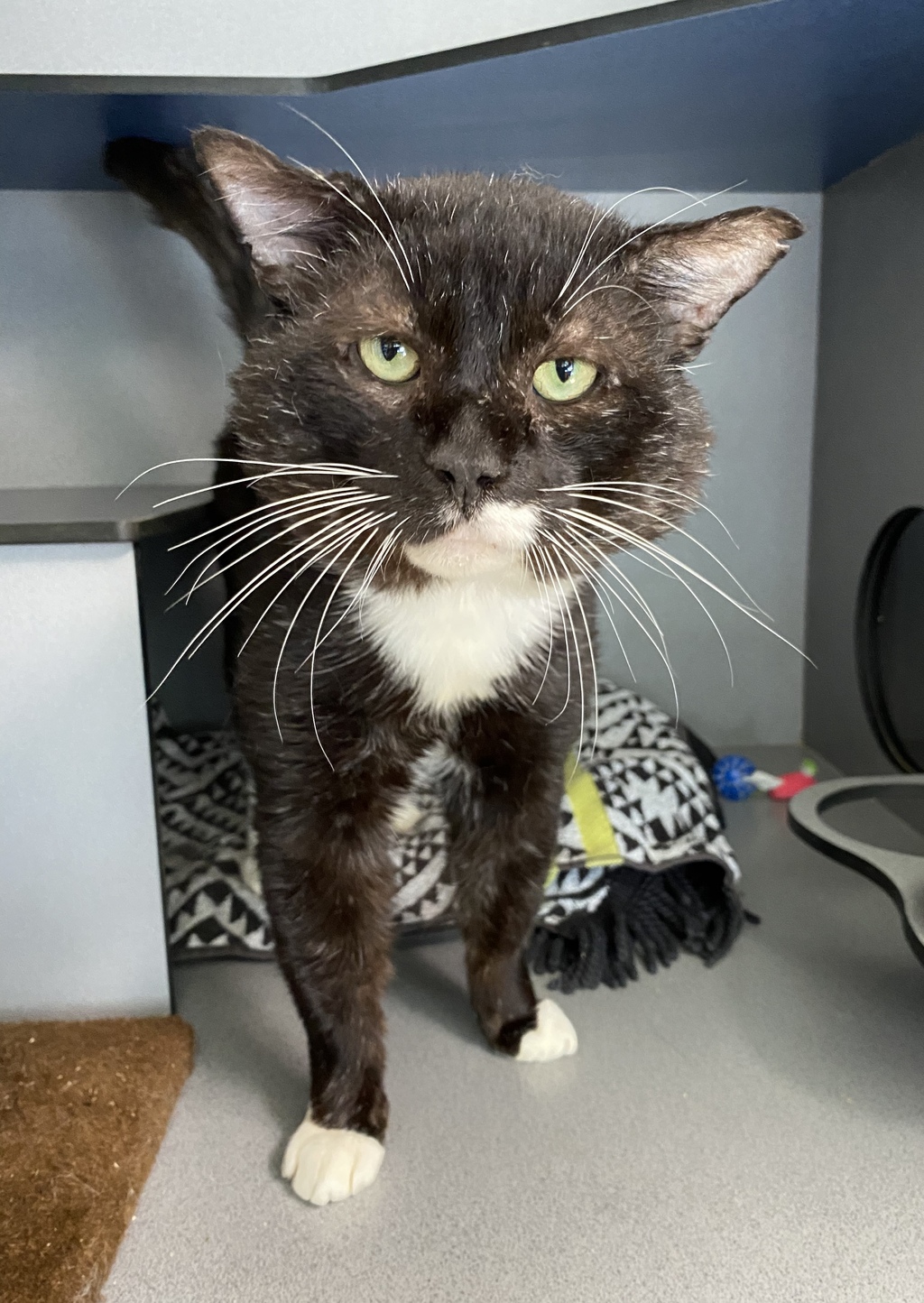 Royce - Male Domestic Short Hair Mix Cat in QLD - PetRescue