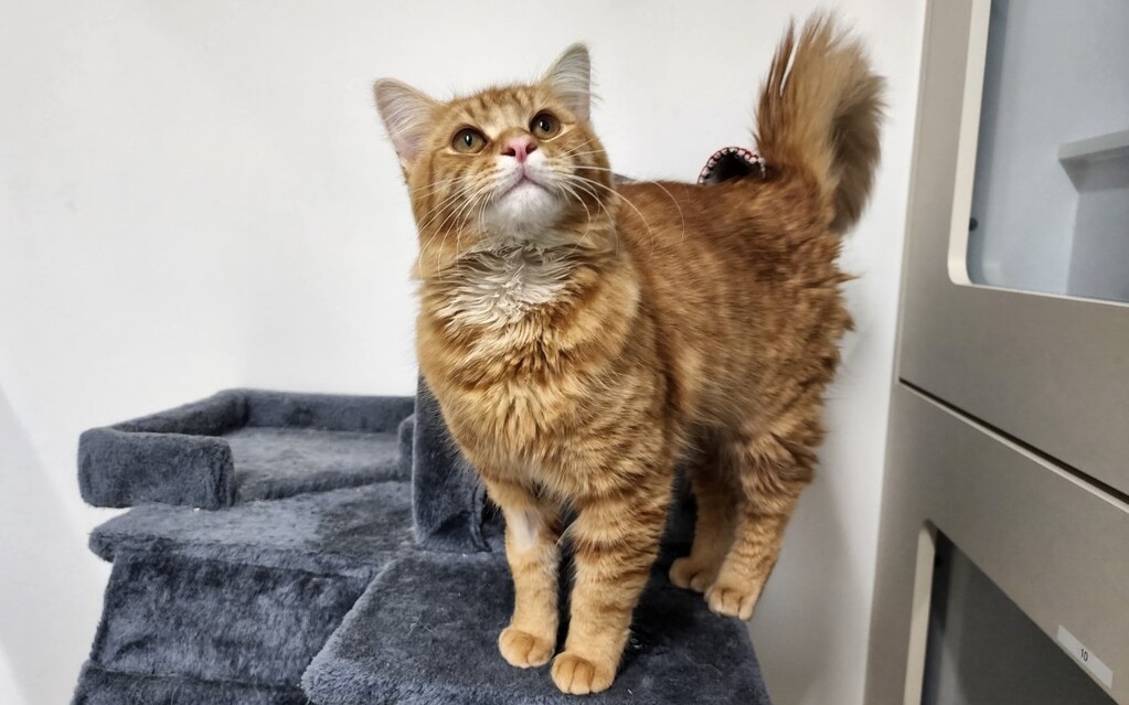 Gunther - Male Domestic Short Hair Mix Cat in VIC - PetRescue