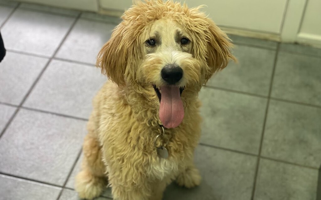 Mavis - Medium Female Maremma Sheepdog x Poodle Mix Dog in VIC - PetRescue