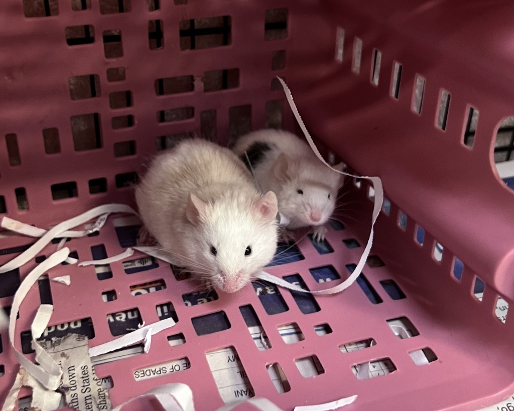 Parsley - Male Mouse Mix Rodent in WA - PetRescue