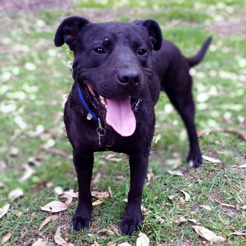 Tucker - Medium Male Mixed Breed Mix Dog in QLD - PetRescue