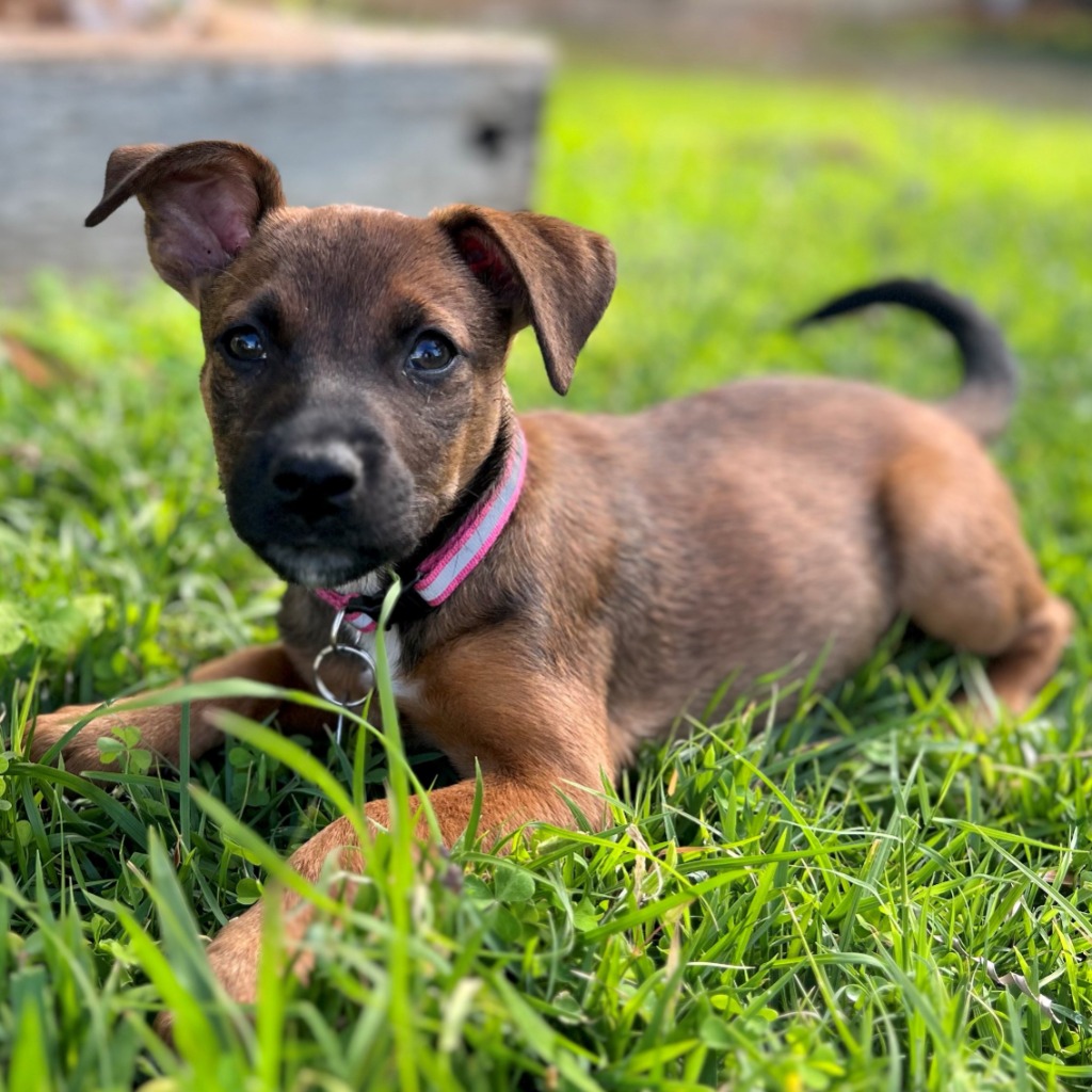 Maple - Medium Female Mixed Breed Dog in WA - PetRescue