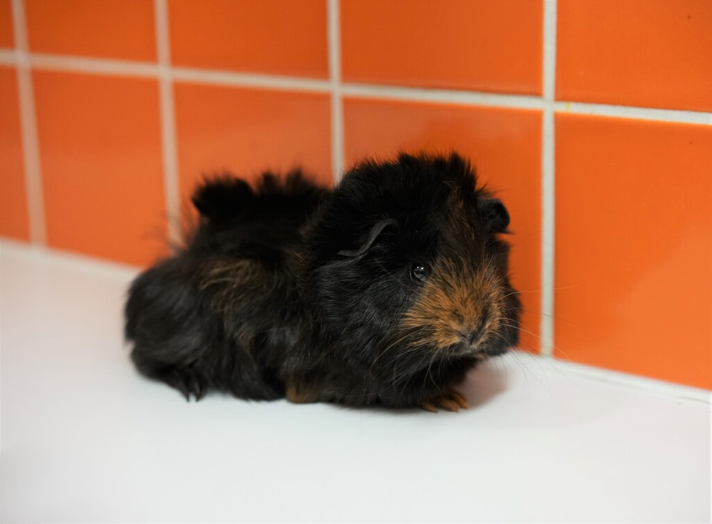 Chipmunk - Male Short-hair Abyssinian Mix Guinea Pig in QLD - PetRescue