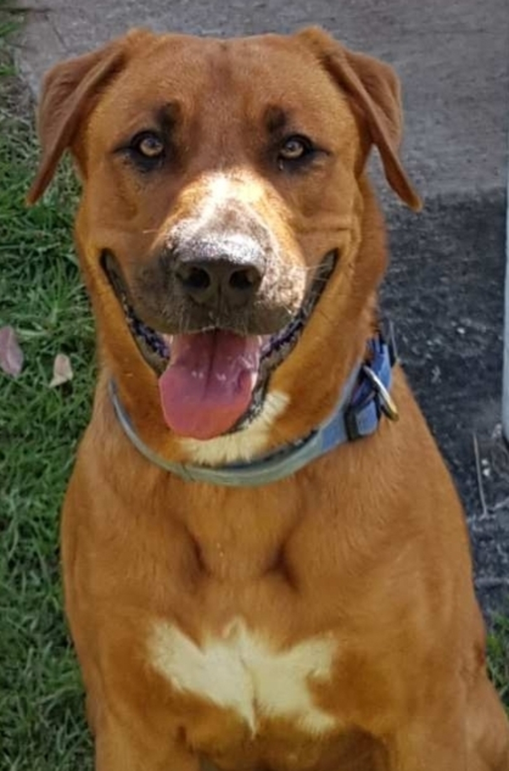 Ringo - Large Male Rhodesian Ridgeback x Labrador Retriever Mix Dog in ...