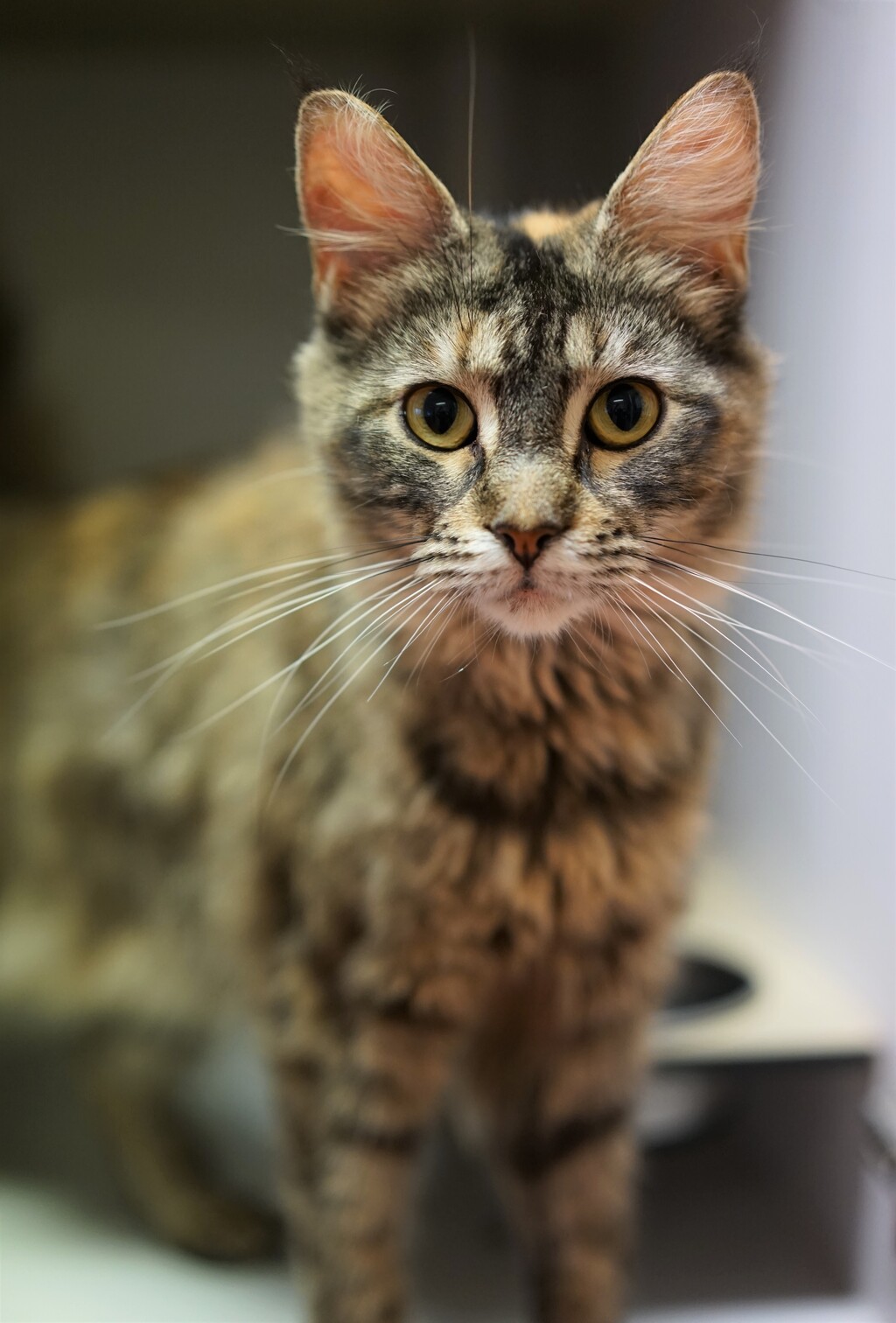 Freya - Female Maine Coon Mix Cat in QLD - PetRescue