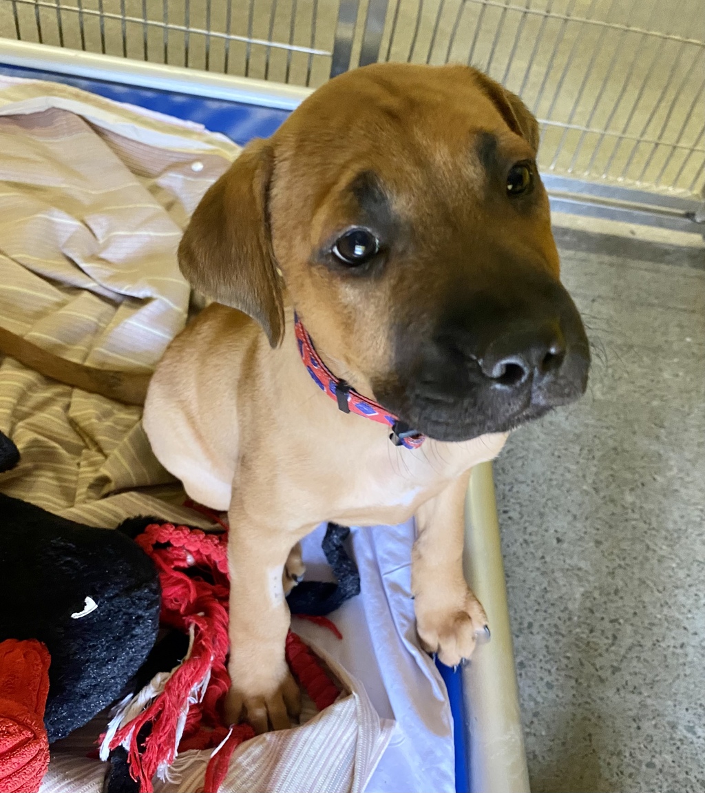 Buzz - Large Male Bullmastiff x American Staffordshire Bull Terrier Mix ...