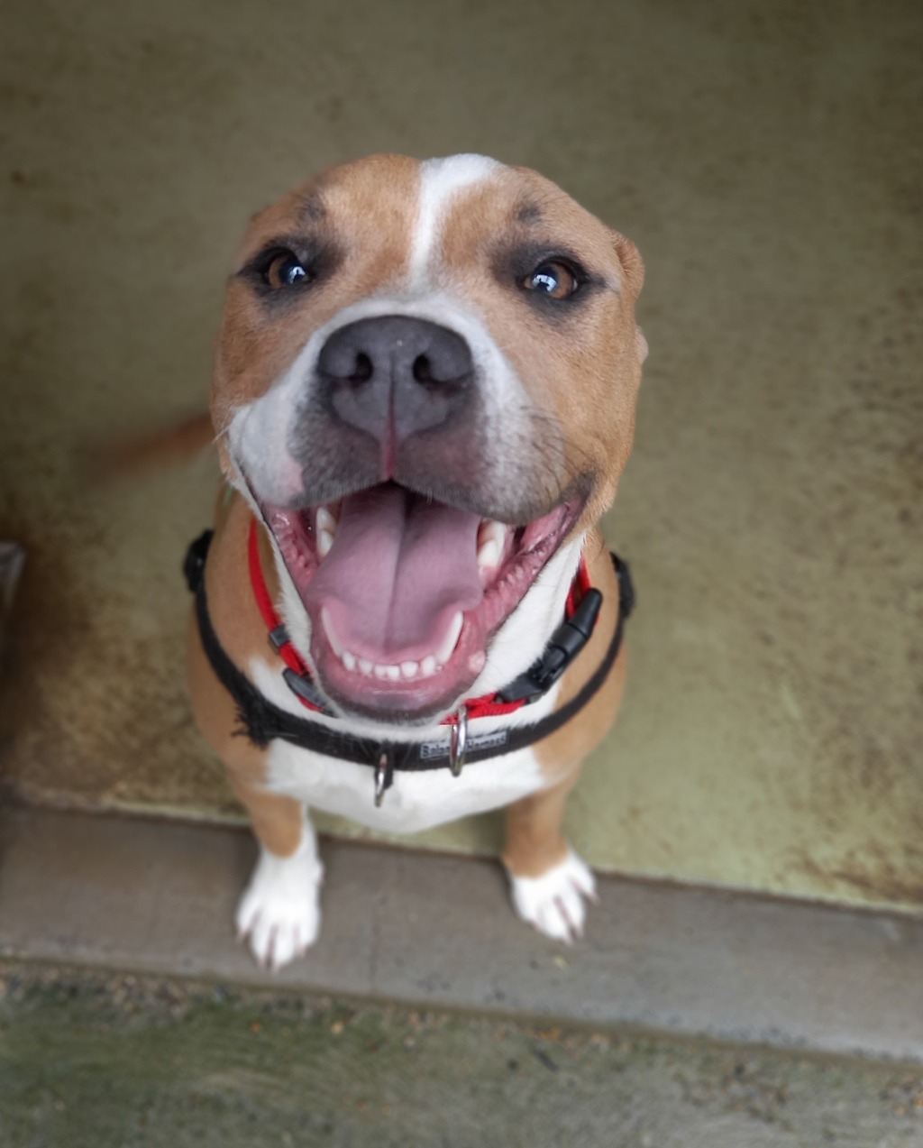 Toastie - Medium Male American Staffordshire Terrier Dog in VIC - PetRescue