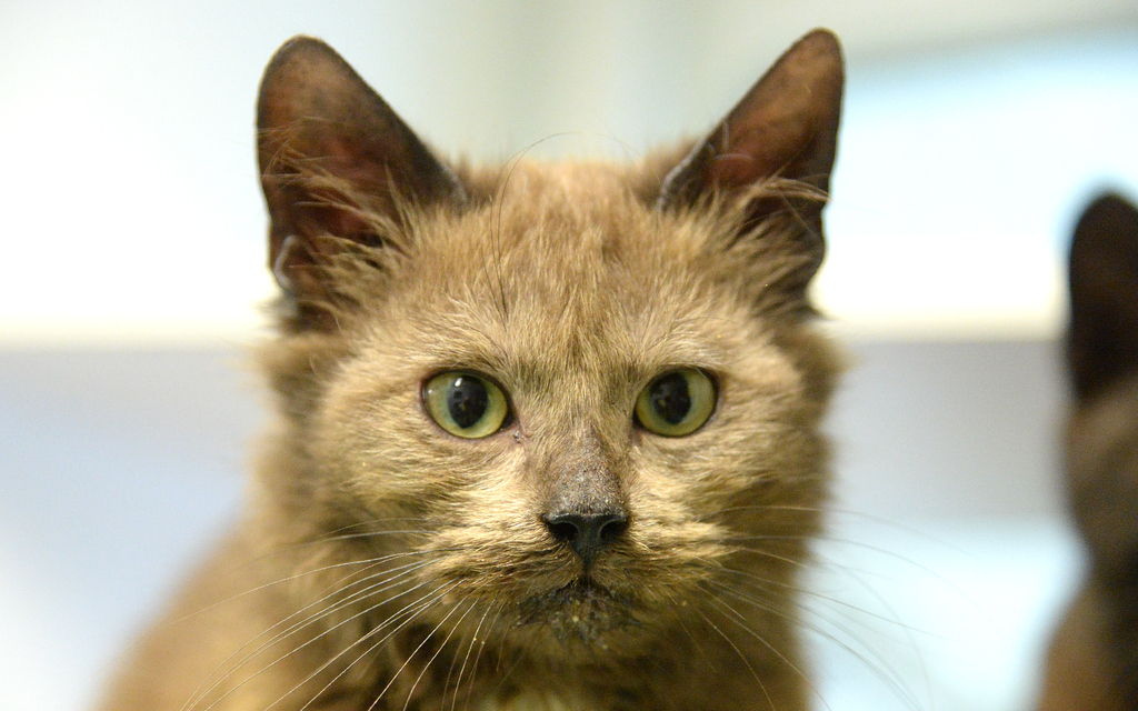 Carl - Male Domestic Medium Hair Mix Cat in VIC - PetRescue