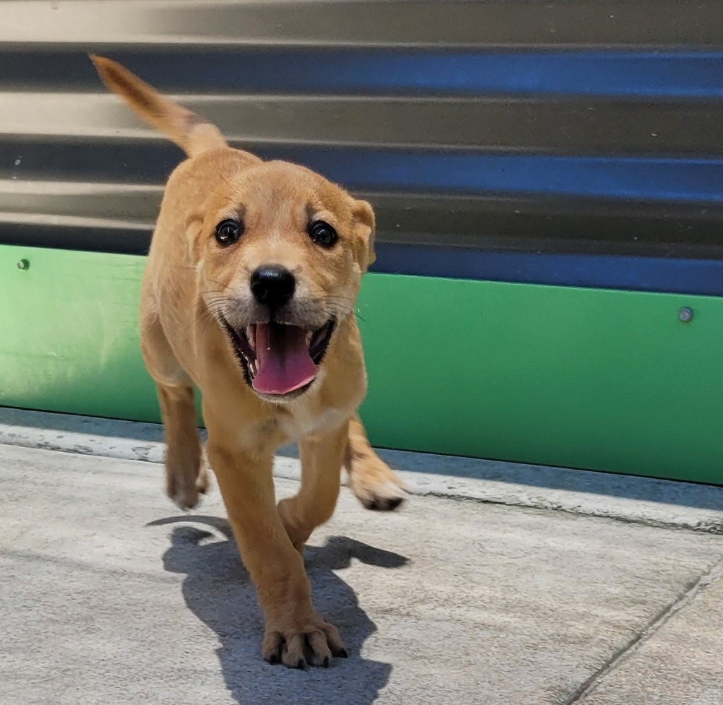 Summer - Large Female Boxer x Rhodesian Ridgeback Mix Dog in QLD ...