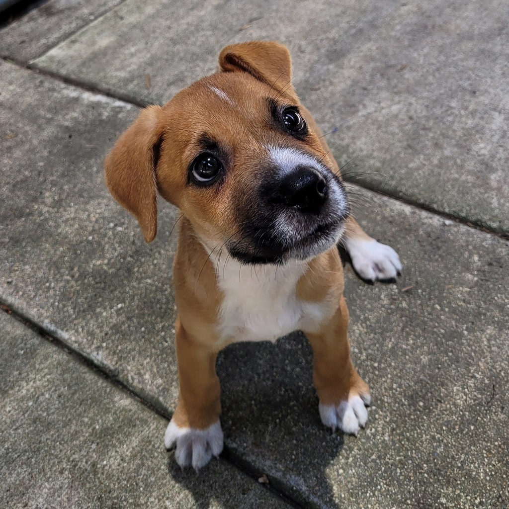 Morty - Large Male Boxer x Rhodesian Ridgeback Mix Dog in QLD - PetRescue